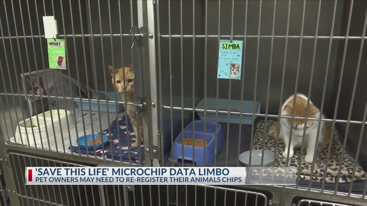How to check if your pet is affected after Texas-based microchip ...