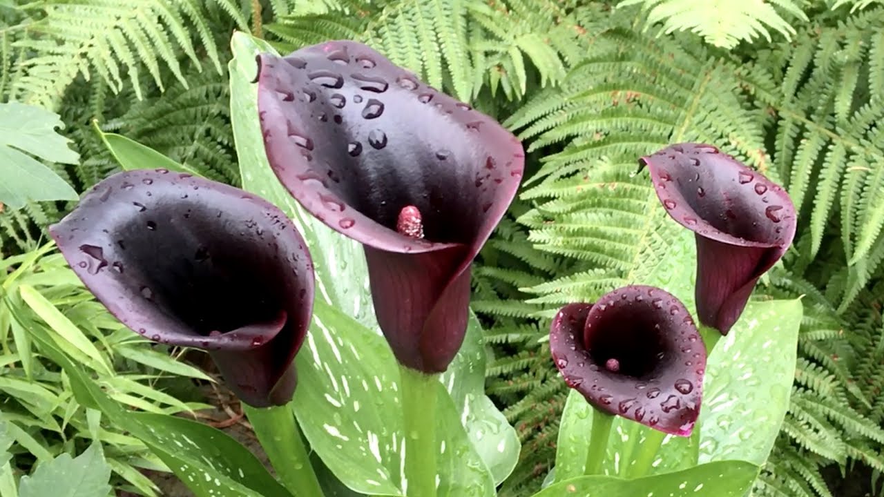Calla 'Cantor' (black zantedeschia) - FarmerGracy.co.uk - YouTube