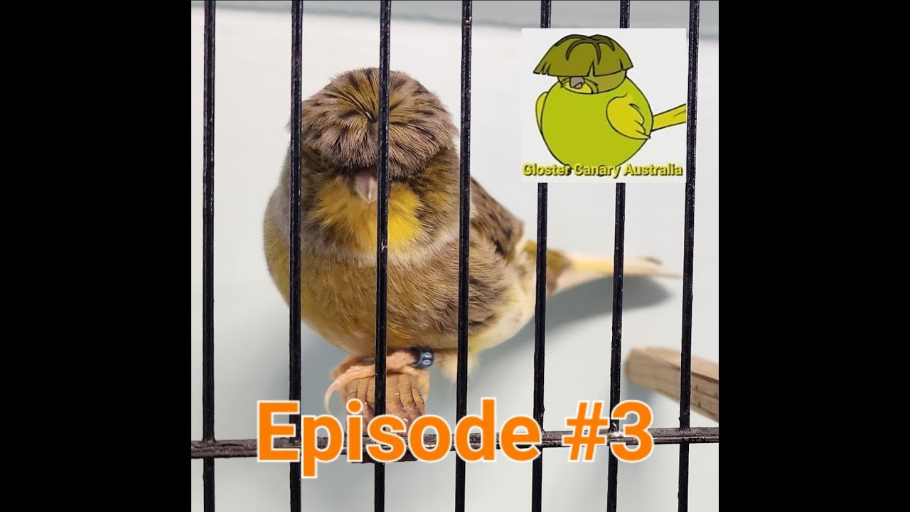 Episode - 3 Gloster Canary Australia - the breed standard & show cages ...