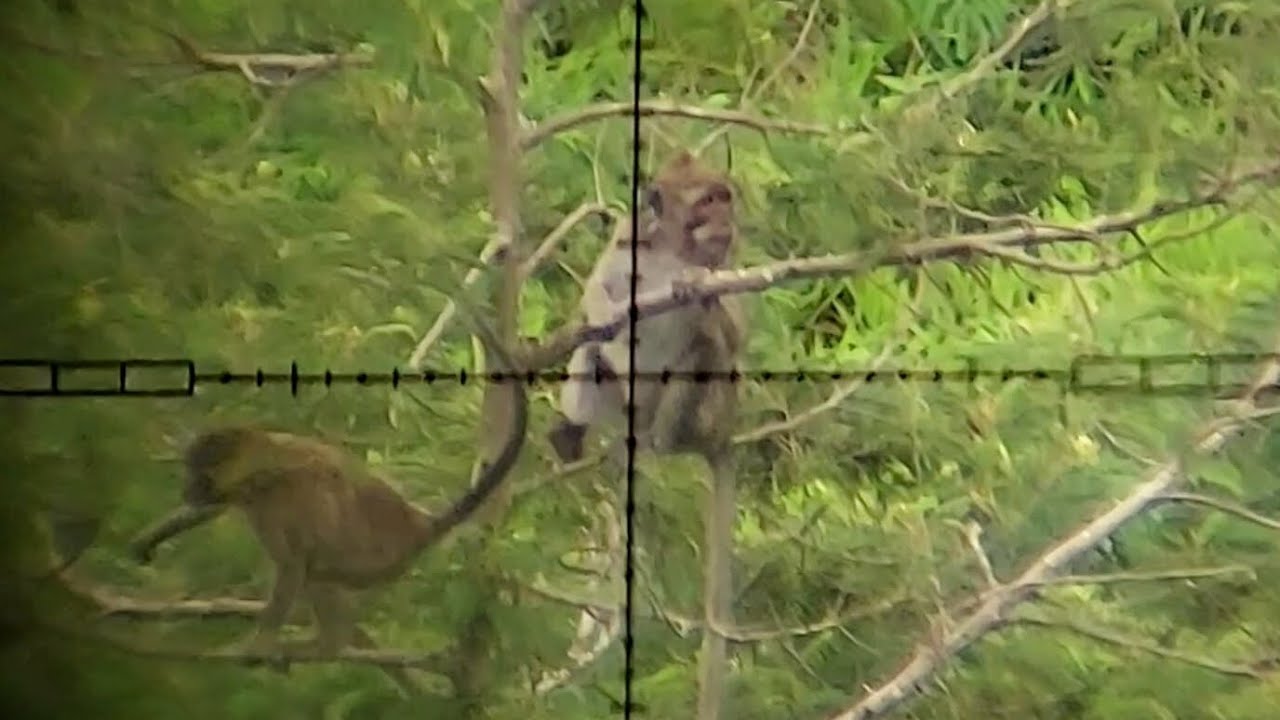 🔴 Shooting Monkey Using Air Rifle #pestcontrol - YouTube