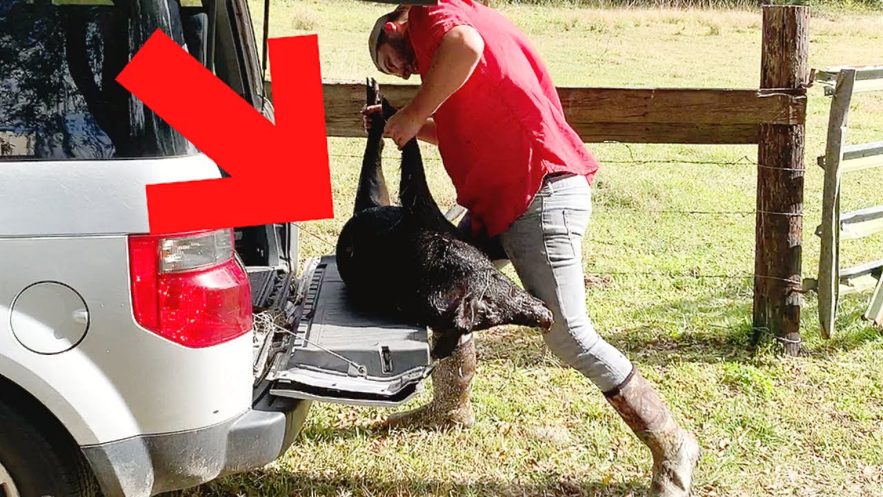 TRAPPING & Taming *WILD PIGS* (How to Trap Wild BOAR) Tame in 2 Weeks ...