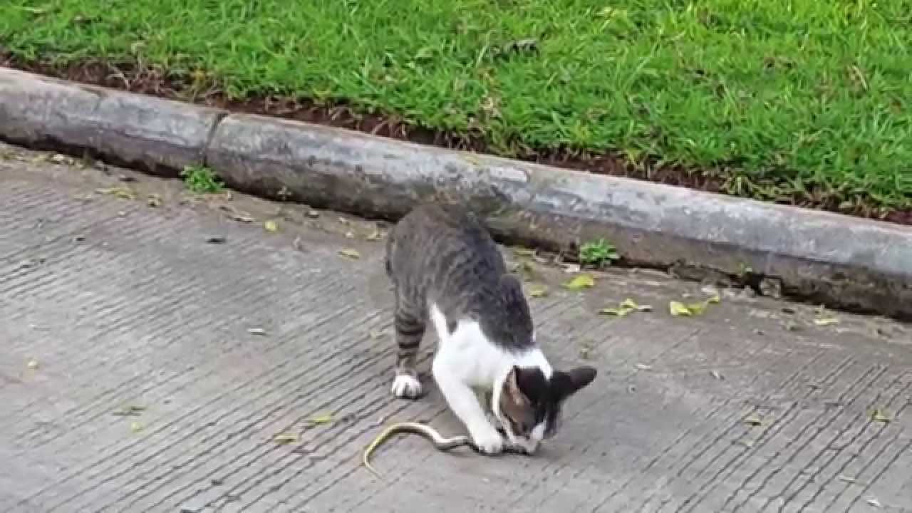 Cat vs Snake battle to death - YouTube