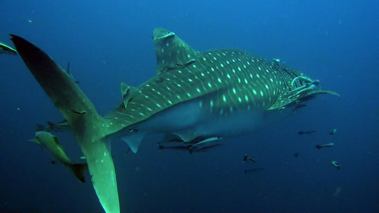 Walhai - Whale Shark - YouTube