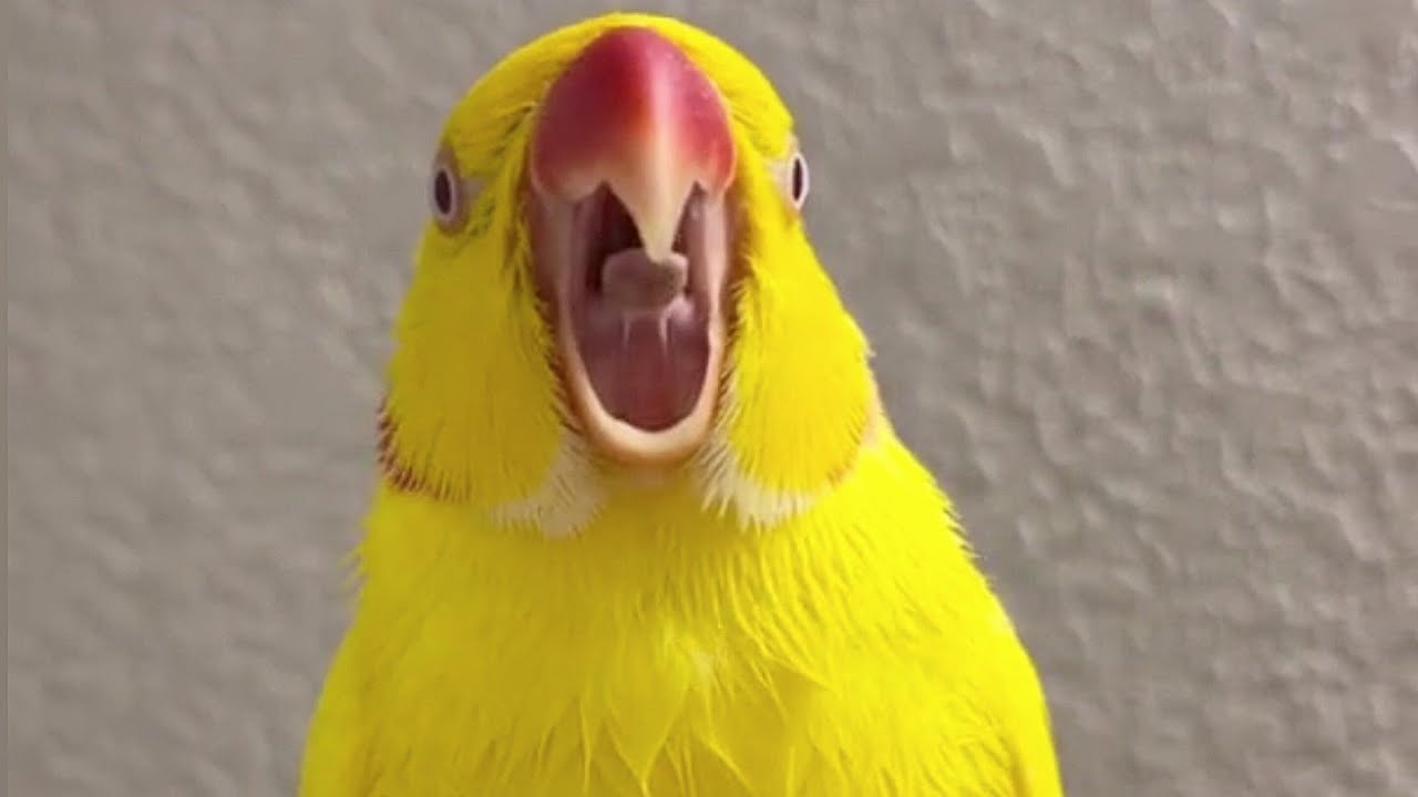 Talking Yellow Ringneck Parrot | Smart Bird #parrot #talking #yellow # ...