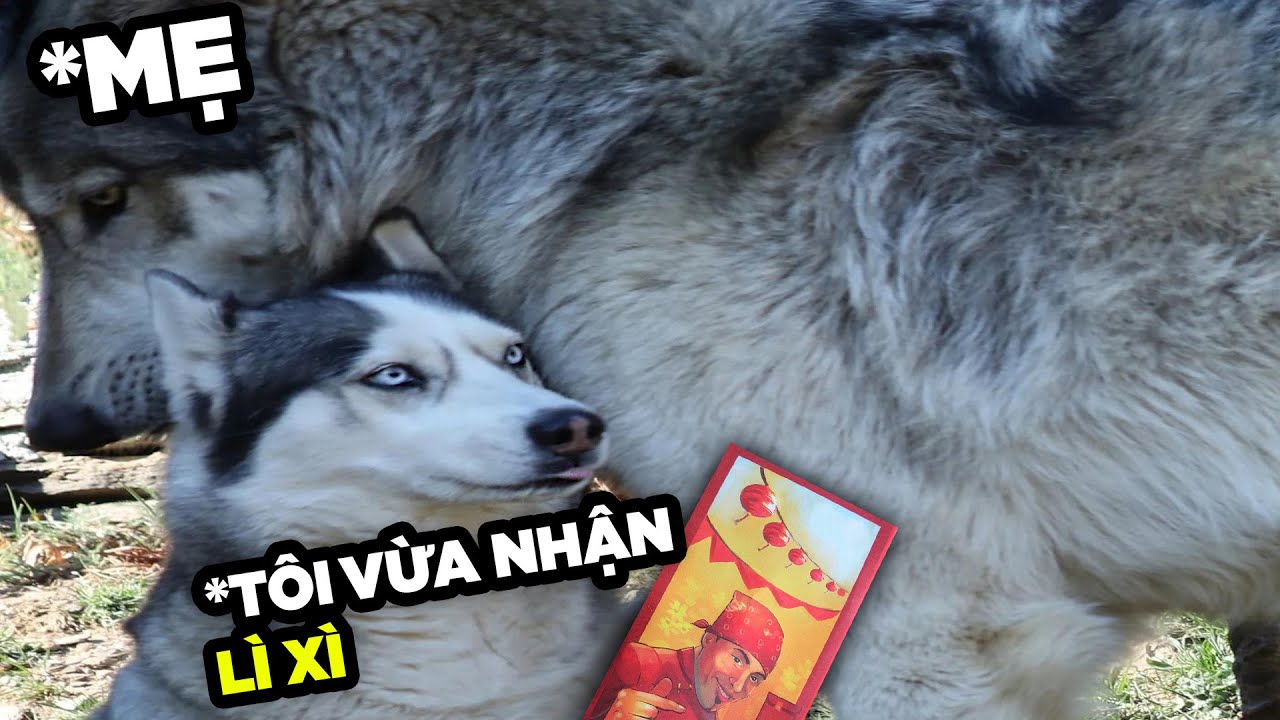 những meme khiến mẹ lấy tiền lì xì của bạn: - YouTube