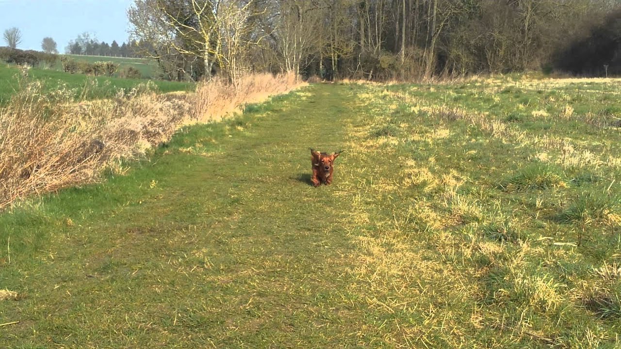 Dachshund running at speed! - YouTube