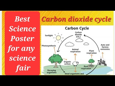 Carbon dioxide cycle. An excellent Science Poster for kids. - YouTube