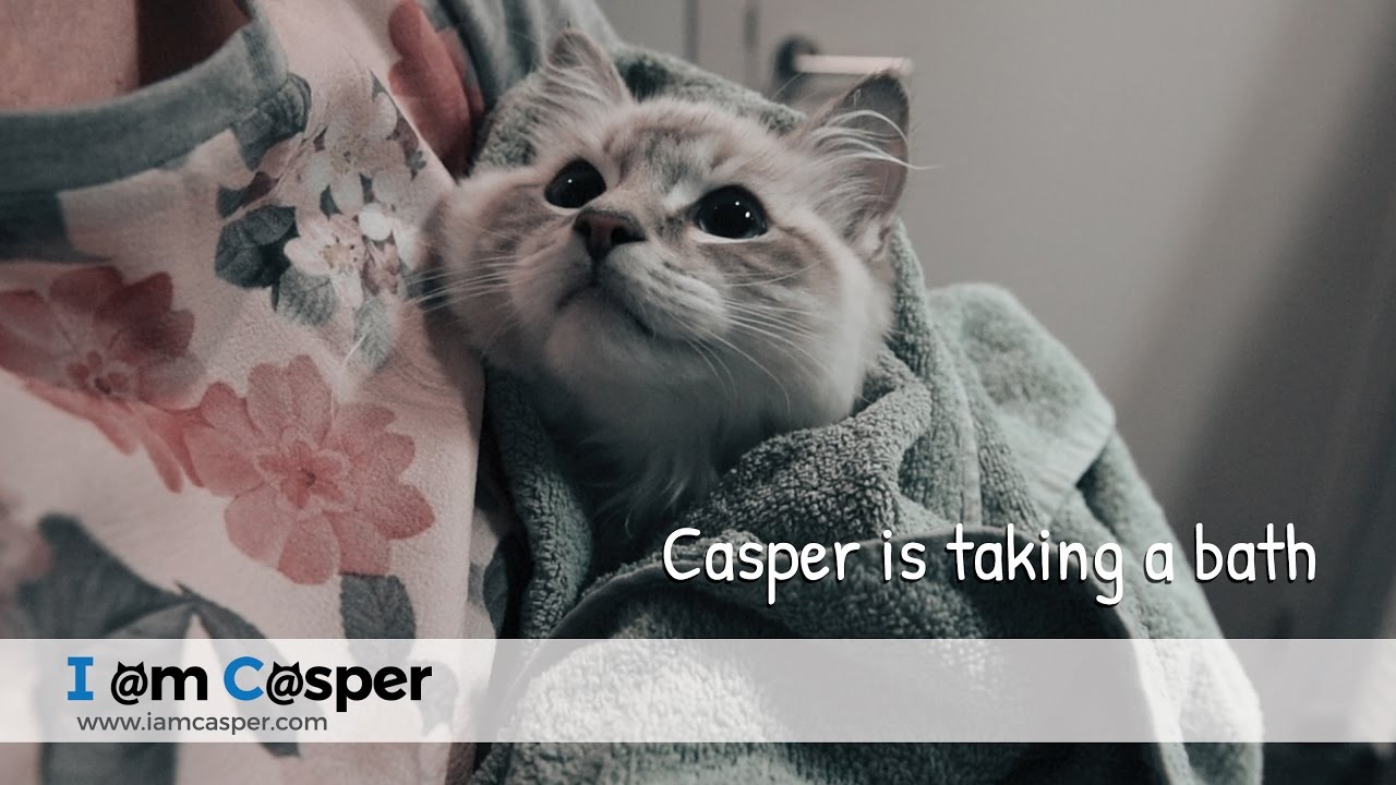 Casper the Ragdoll Cat taking a Bath for first time in his life - Ragdoll Cats - YouTube