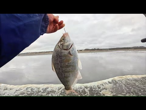 Redtail Surf Perch Fishing in Winter | Washington State West Coast ...