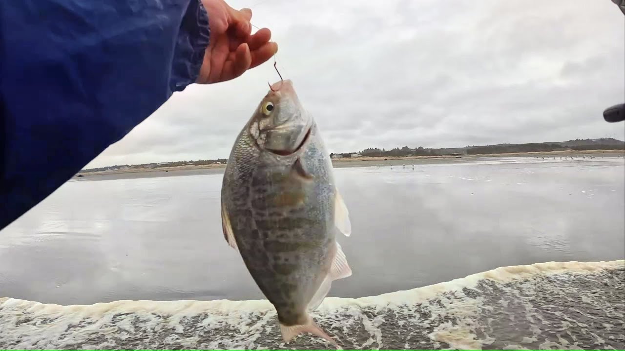 Redtail Surf Perch Fishing in Winter | Washington State West Coast ...
