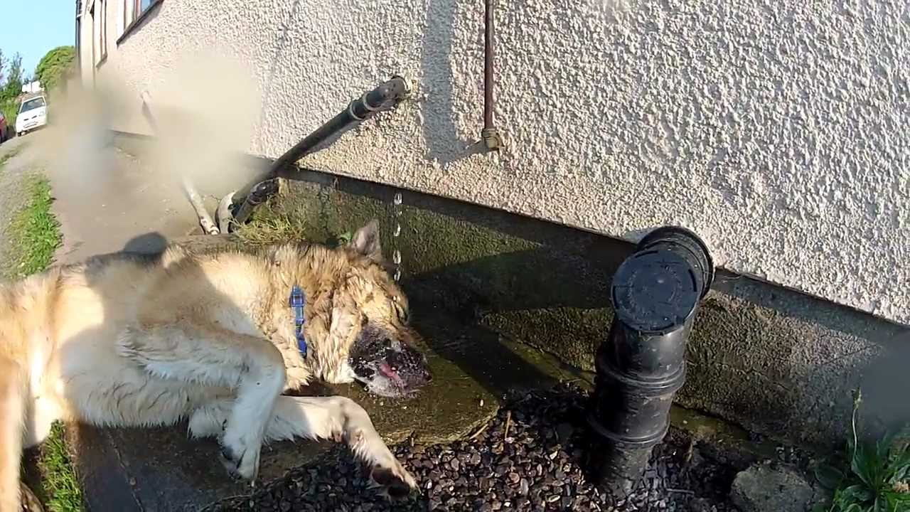 German Shepherd / Husky / Malamute cross led under a tap. GoPro Hero2 ...