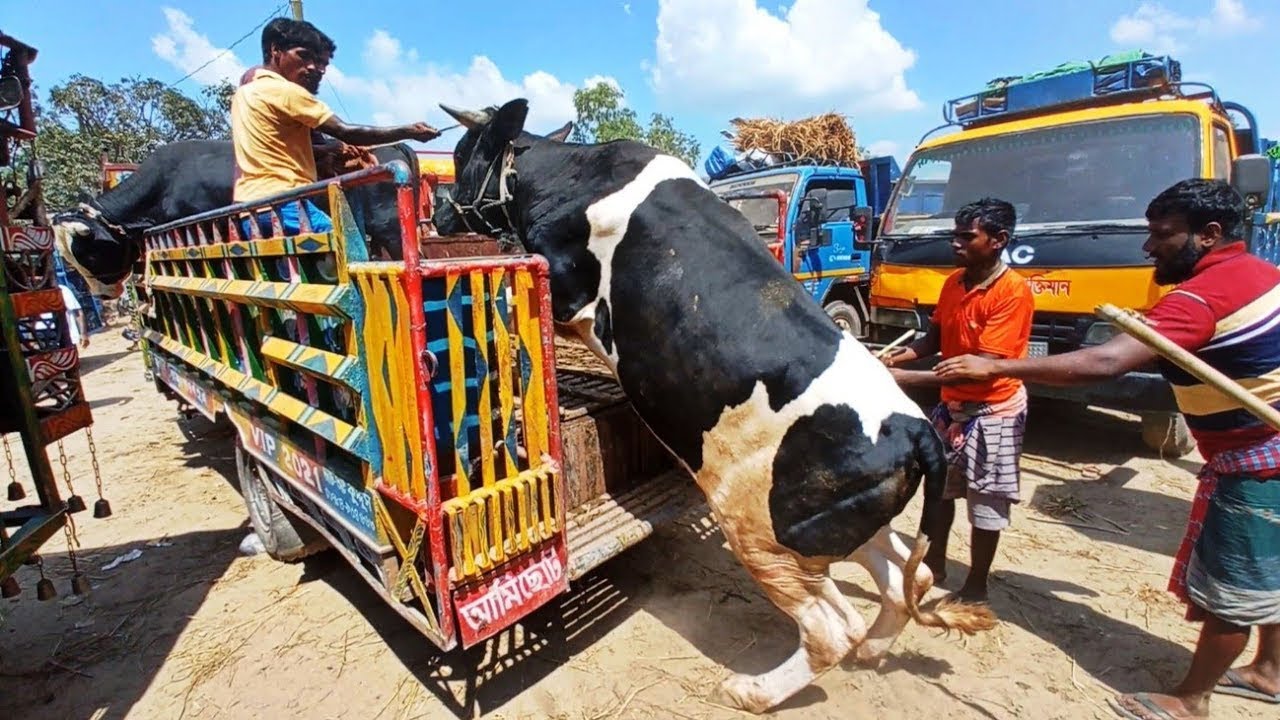 Cow unloading at very popular village cattle market | Cow unloading ...