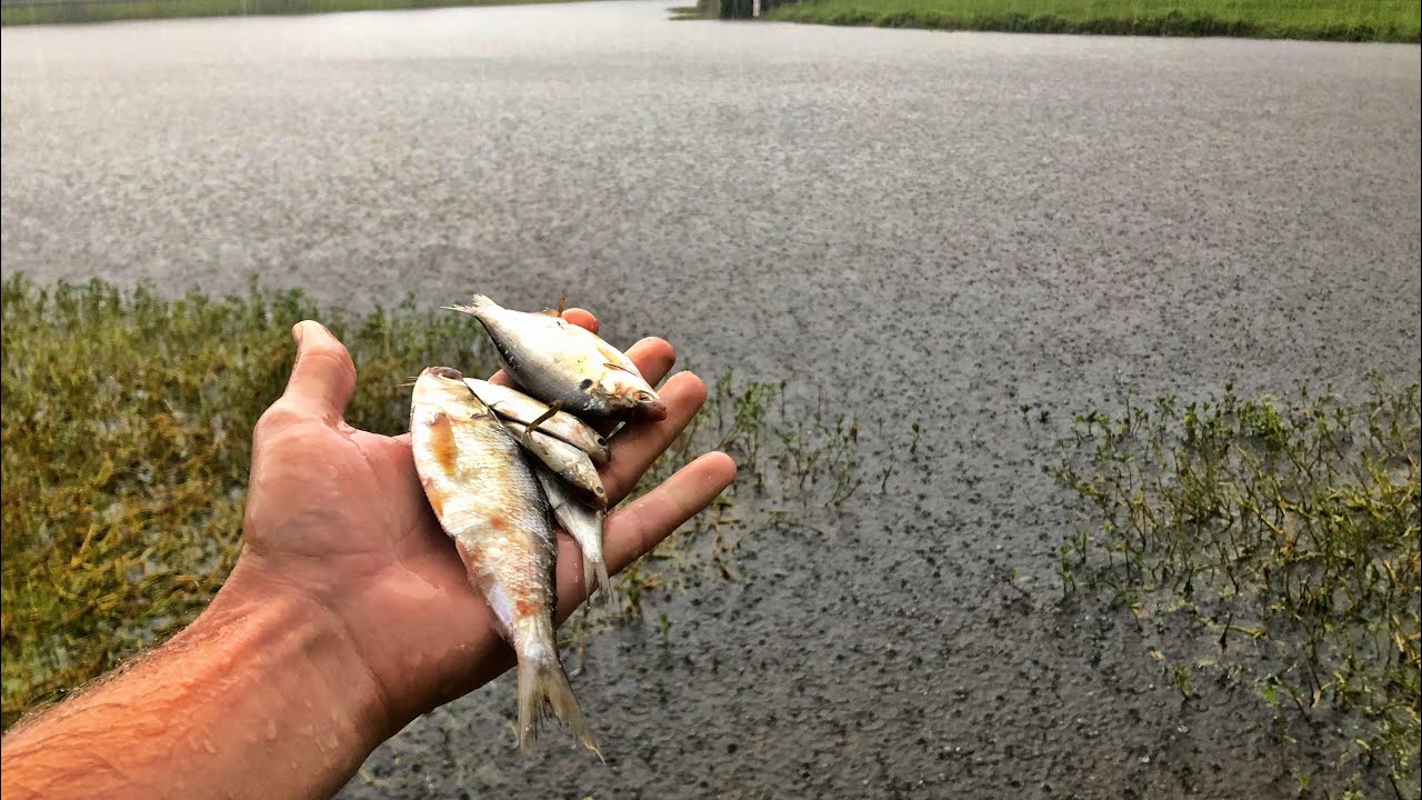 Feeding the Fish in Pouring Rain! - YouTube