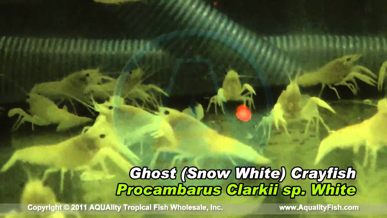 Ghost (Snow White) Crayfish - YouTube