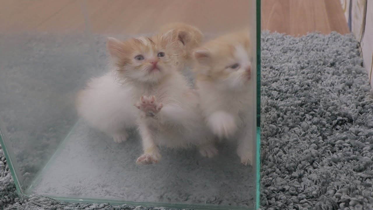 3 kittens in a glass box - YouTube