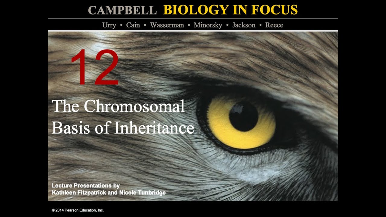 Biology in Focus Ch. 12: The Chromosomal Basis of Inheritance - YouTube