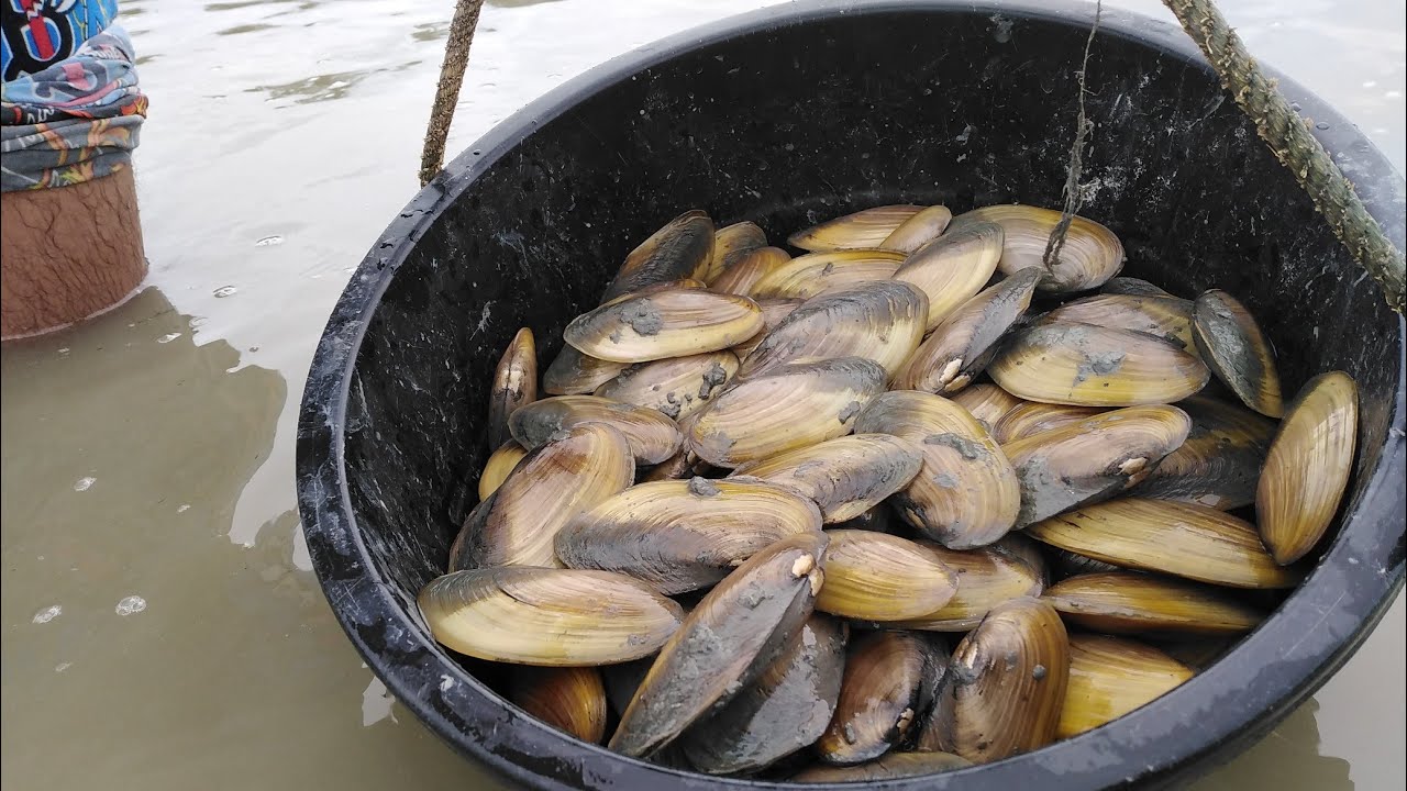 Picking fresh water shells [Beldat] - YouTube