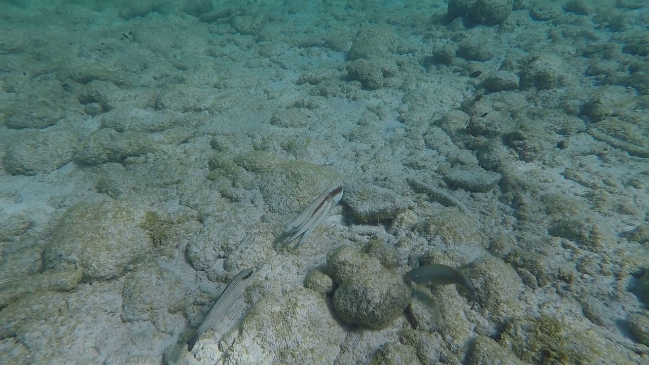 Octopus Curaçao Porto Mari - YouTube