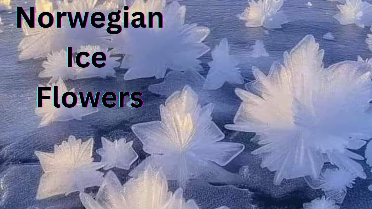 The Enchanting Ice Flowers of Norway - YouTube