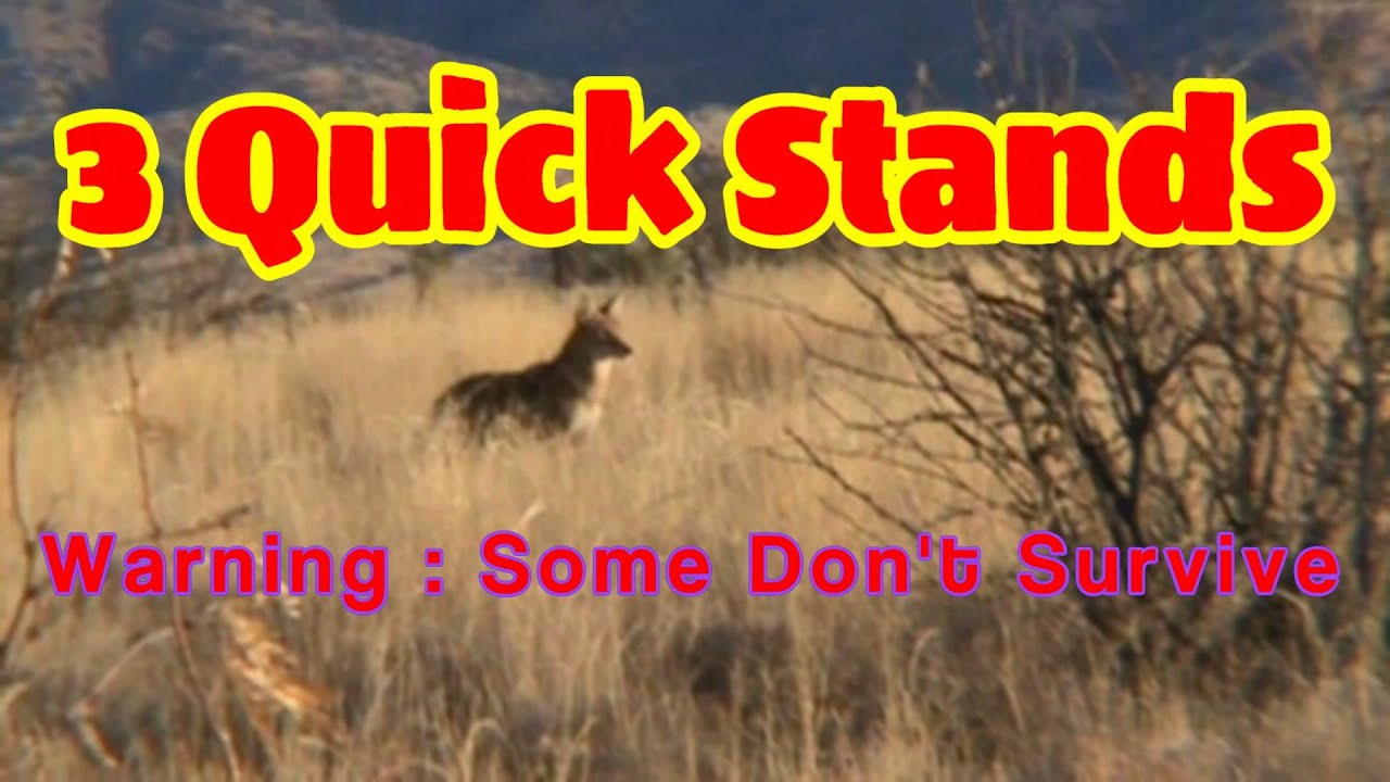 How to Hunt Coyotes (3 Quick Stands) - YouTube