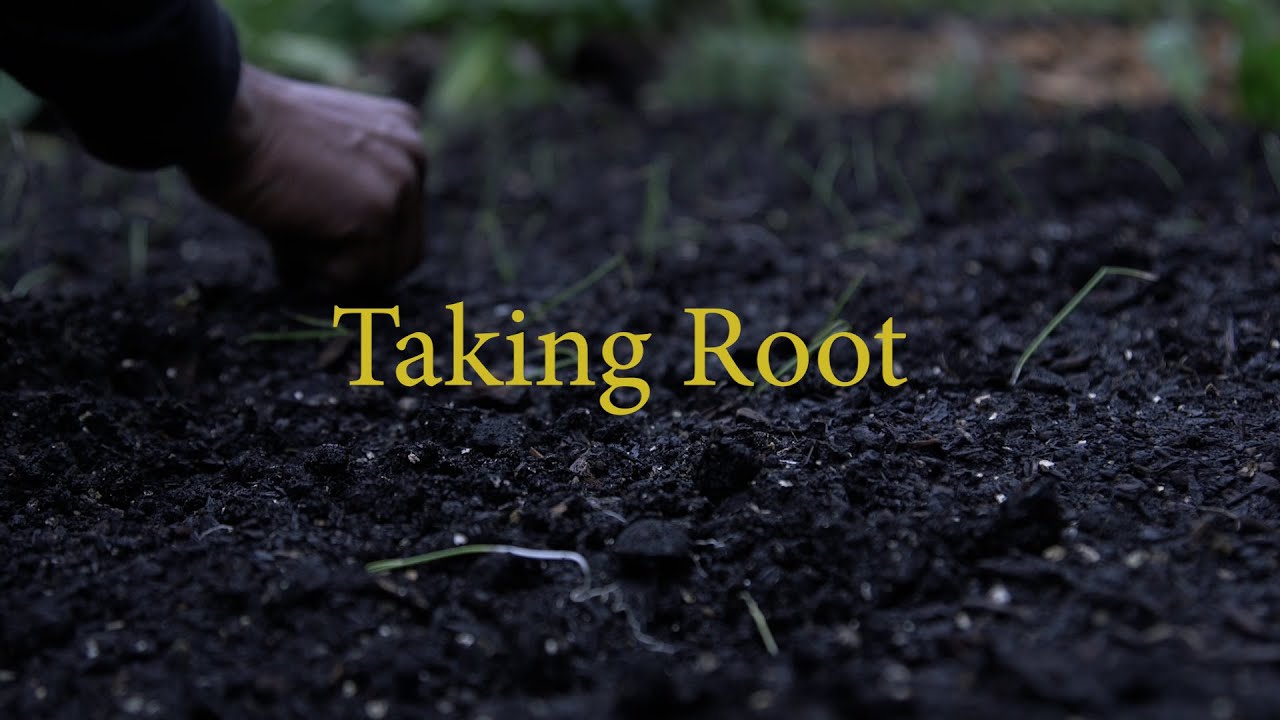 Taking Root - YouTube