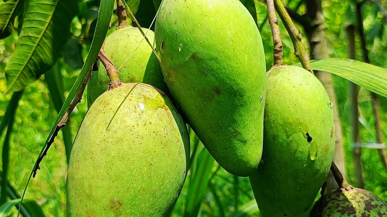 THAI ALL TIME SWEET KATIMON MANGO - YouTube