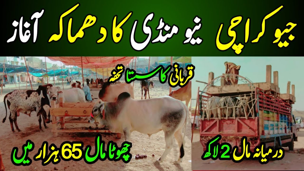 new karachi mandi 2025 | up more maveshi mandi |11d mandi 2025 |jeo ...