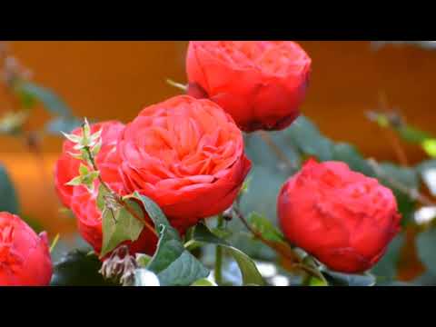 Müddessir Sûresi - Gül Manzaralı