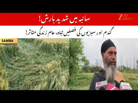 Heavy Rain Destroys Wheat & Vegetable Crops in Samba! Life Disrupted | JammuKashmir