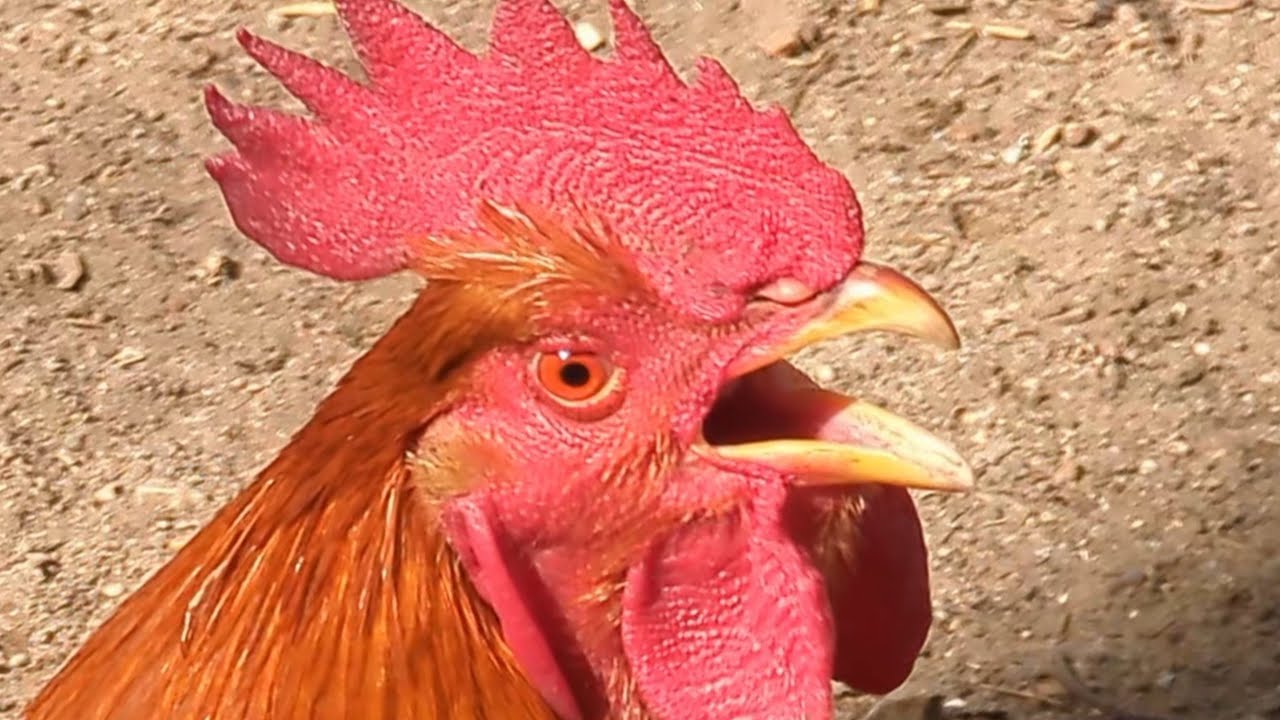 Rooster Crowing ( Sound Effects ) - YouTube
