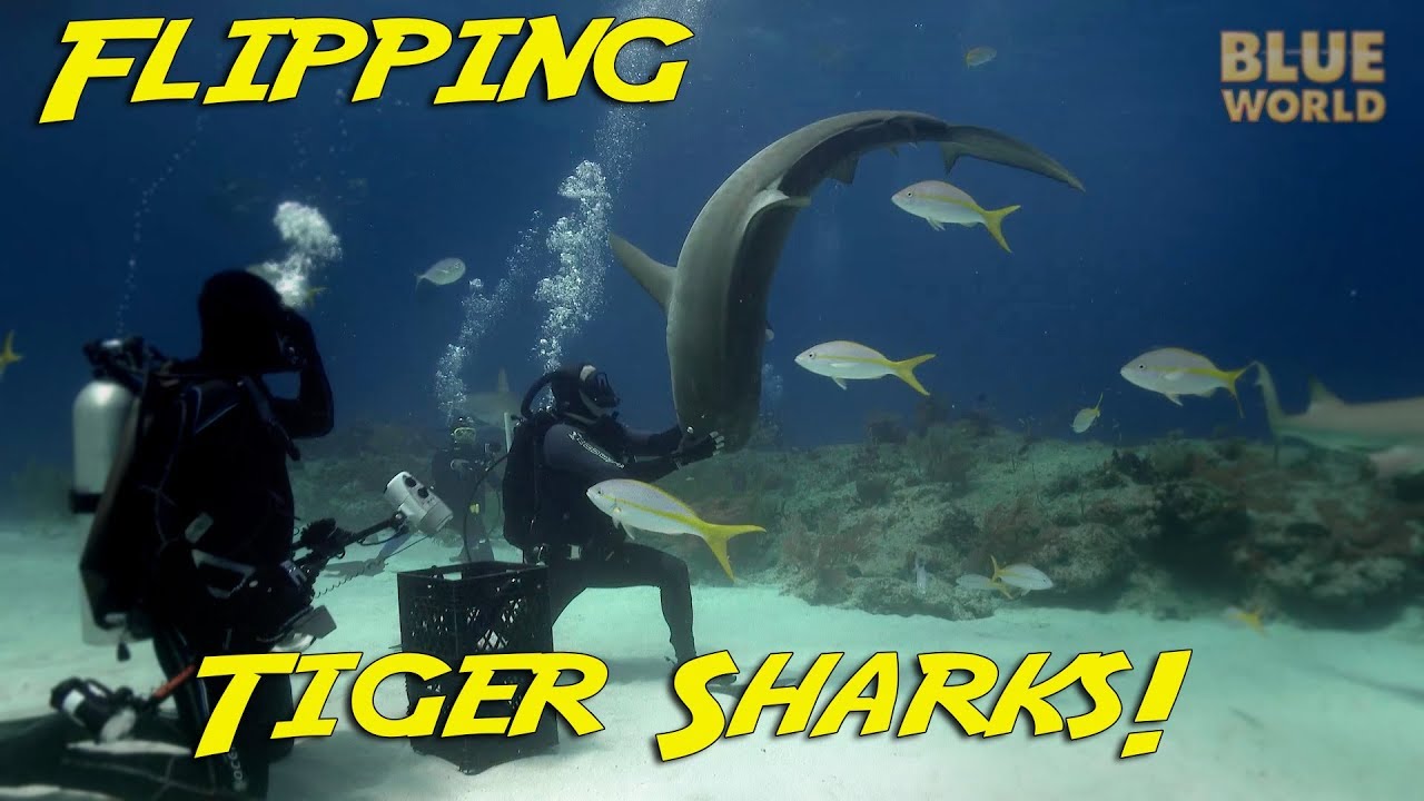 Tiger Sharks Doing Flips! (Jonathan tickles the Tigers!) - YouTube