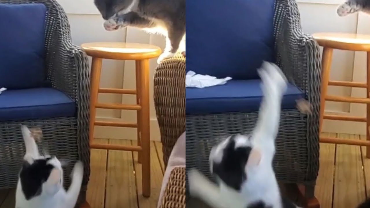 Harlequin Cat Playing (Moo Cat named Moo!) - YouTube