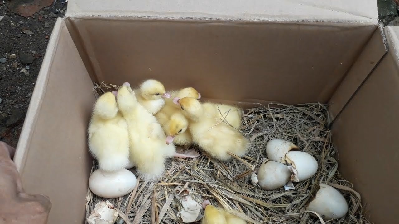 Menetaskan telur entok pake kardus - YouTube