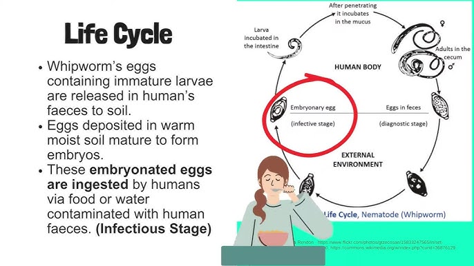 Trichuris Trichiura Life Cycle