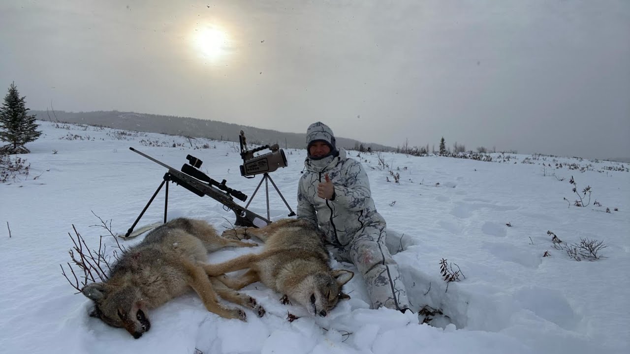 Ghost Coyotes of Newfoundland - YouTube