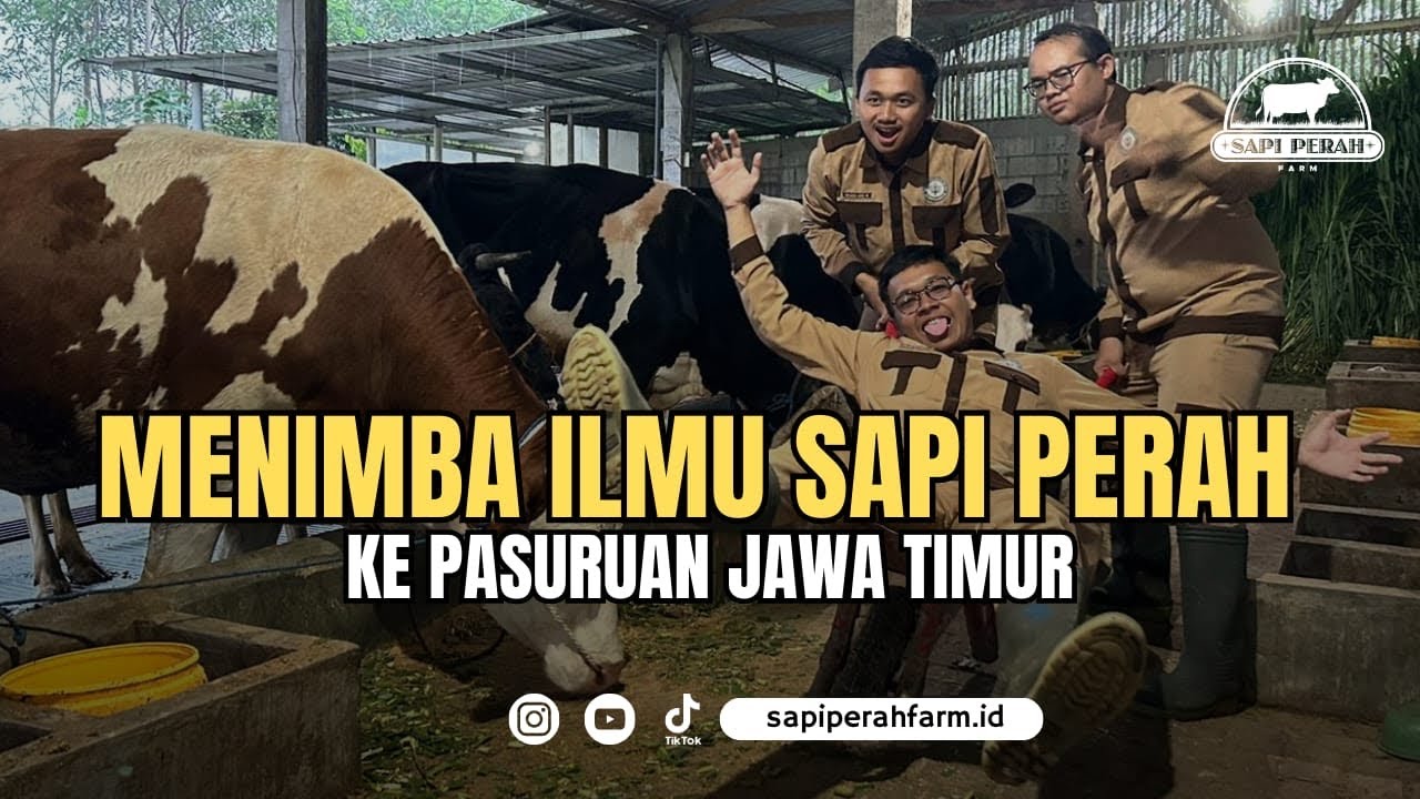 SAPI PERAH FARM ACADEMY ‼️KURSUS KILAT JADI PRO DAIRY FARMER‼️ - YouTube