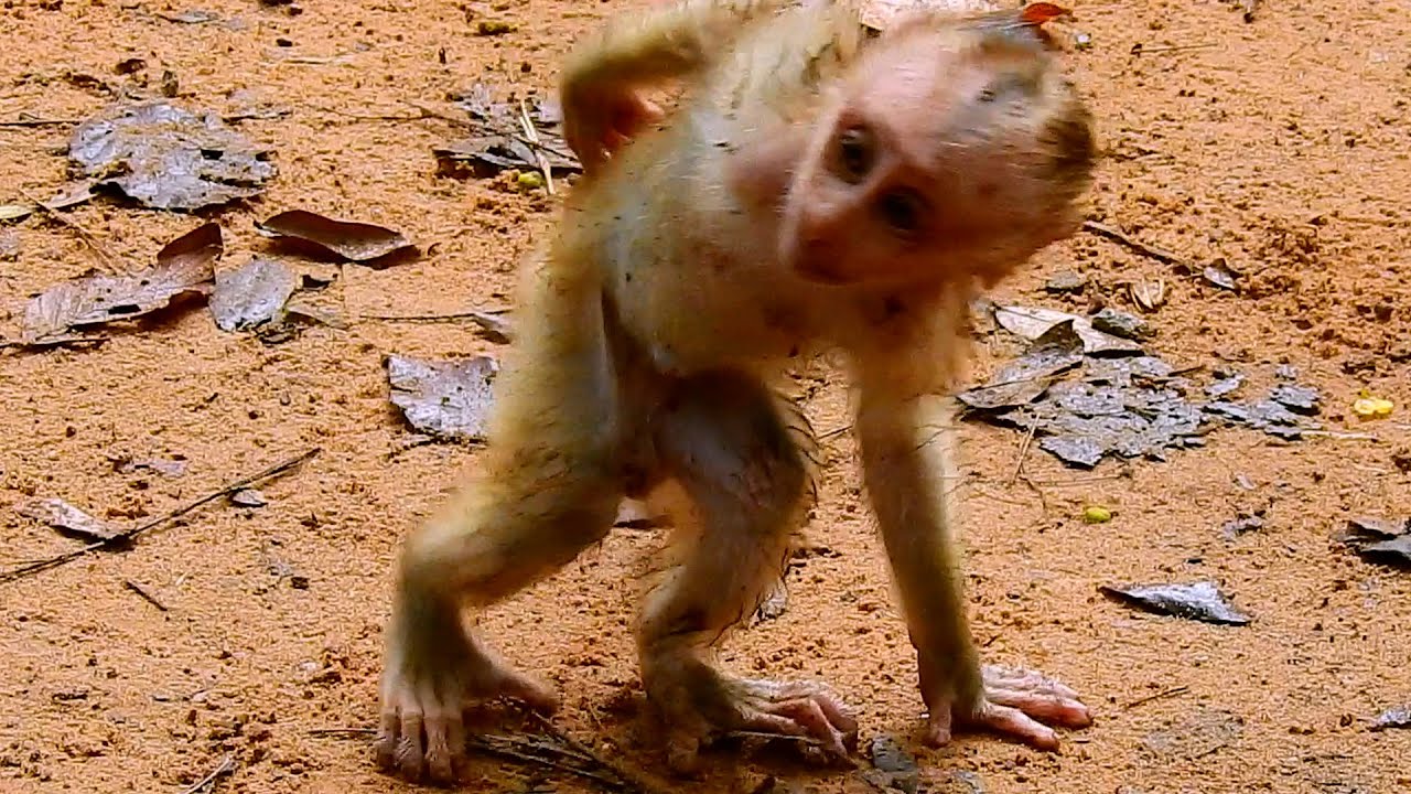 HopeNothingWrong!... Mommy Monkey Libby Tr-yi-ng_Ch-ec-k_Baby Monkey ...