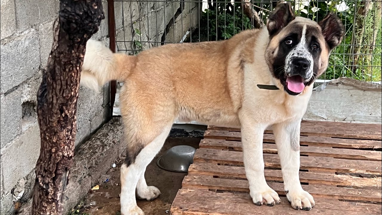 Alabai and American Akita mix puppy eating chicken . 7 and 1/2 months ...