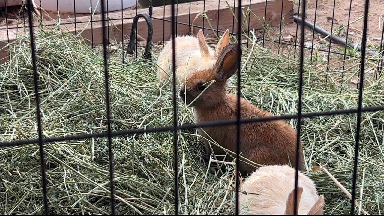 Raising Rabbits On The Homestead | First Time Bunny Parents - YouTube