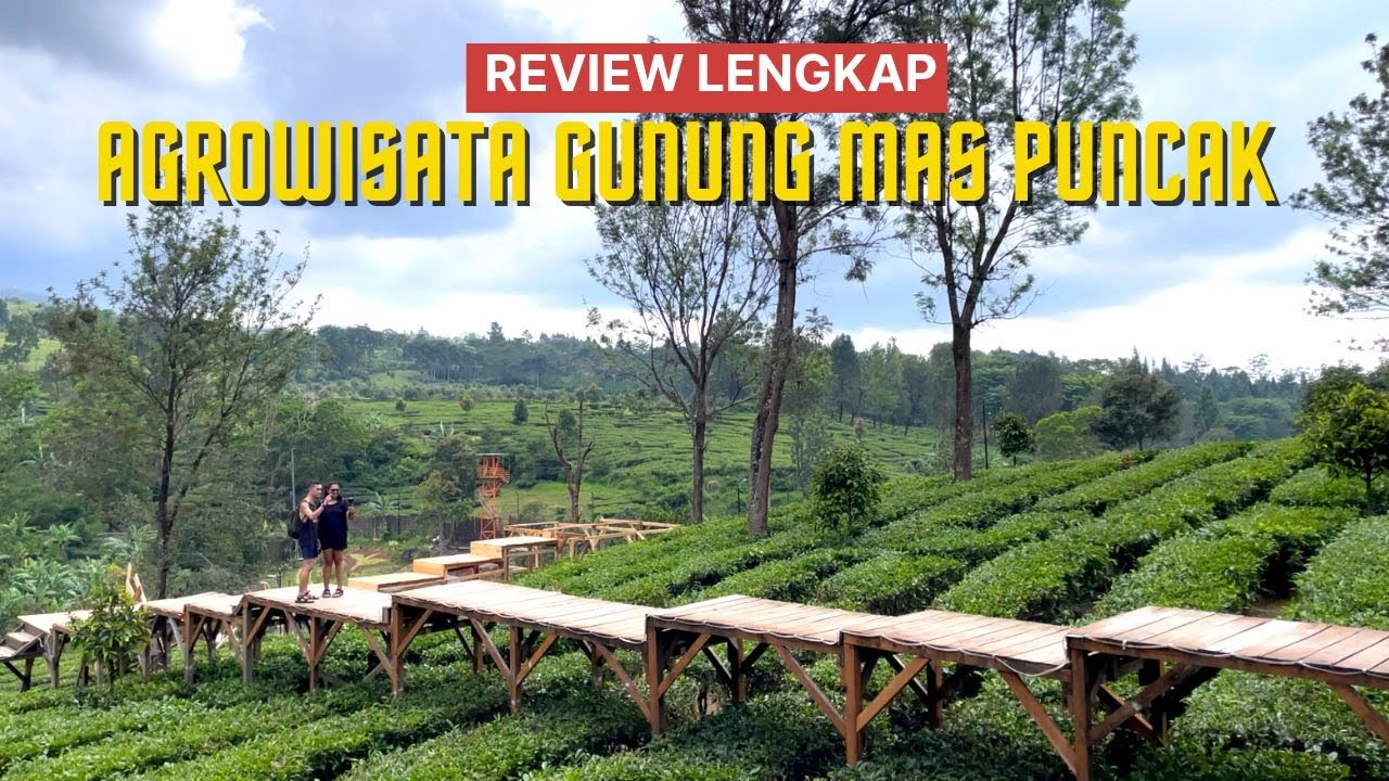 INFO LENGKAP AGROWISATA GUNUNG MAS PUNCAK BOGOR 2023 ️ ( HTM TEA BRIDGE ...