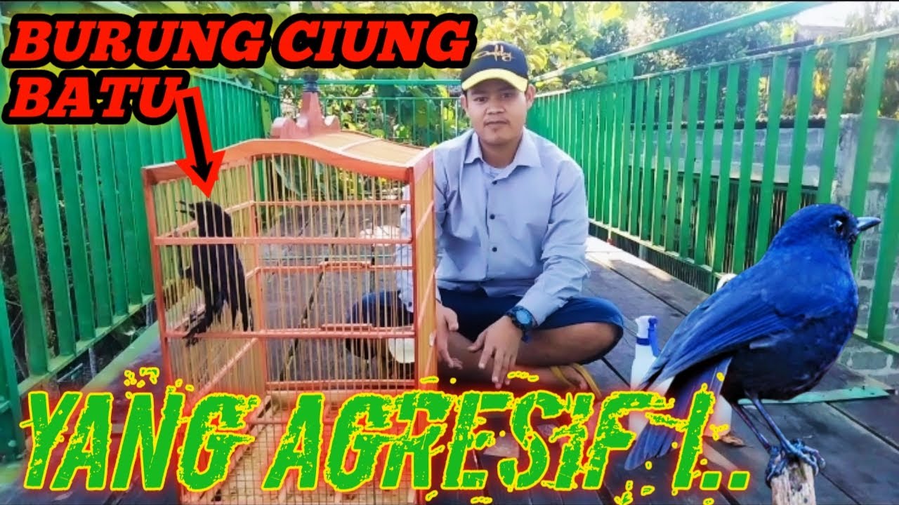 Tips Perawatan Burung Ciung Batu Paruh Hitam - YouTube