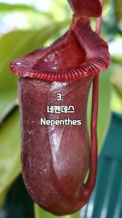 사람들이 잘모르는 특이한 식물 Top5 Plants 희귀식물 지식 정보 Youtube