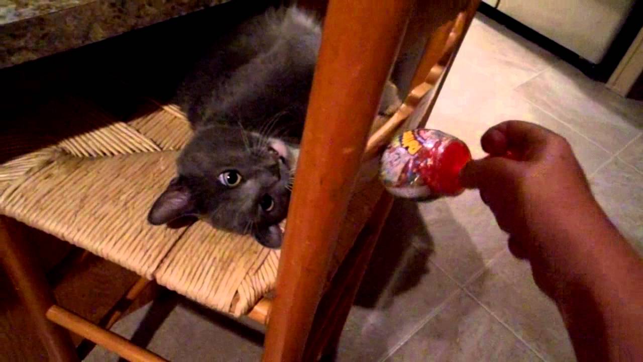 Cat falls off chair - YouTube