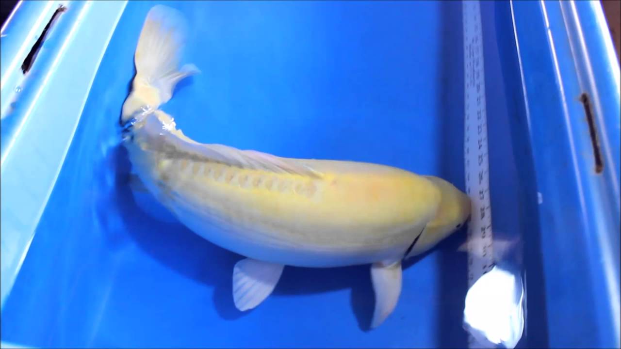 Kodama Koi Farm, Doitsu Midorigoi, Marusaka Koi Farm - YouTube