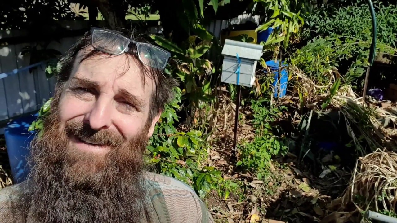 Sunshine Chillies, Papaya Bees & Plans for the Food Forrest - YouTube