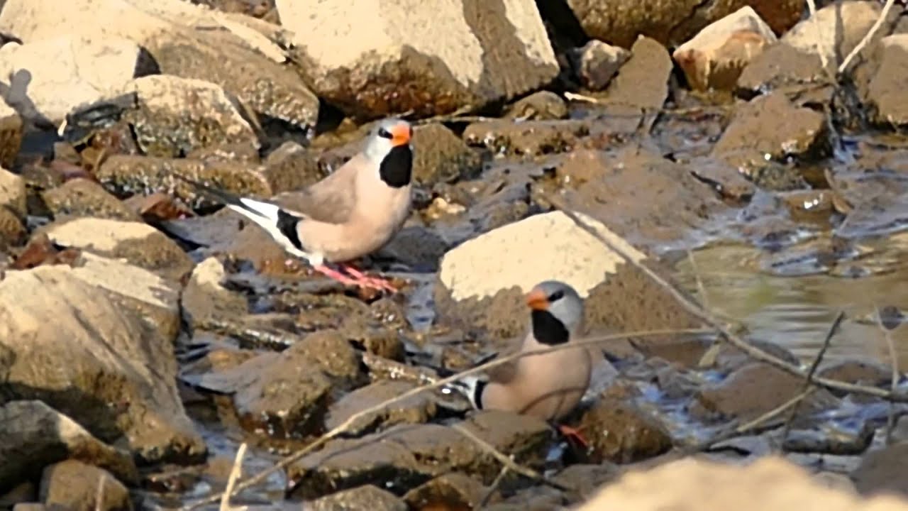 Longtail Grassfinches Australia - YouTube
