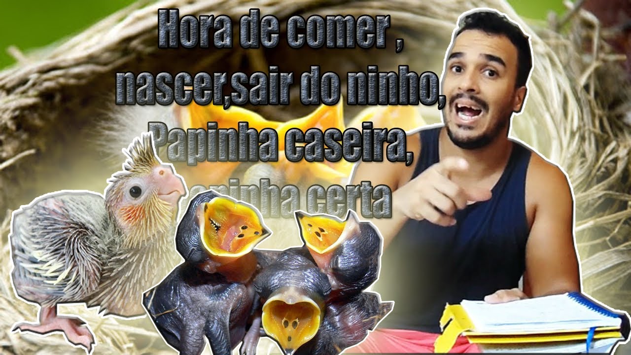 COMO CRIA FILHOTE DE PASSARINHO - YouTube