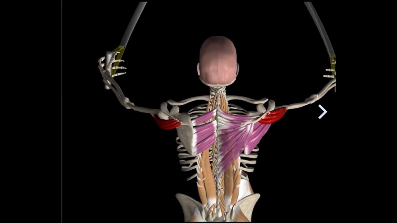 M&M Stregth Model Deltoid Trapezius Reverse Fly - YouTube