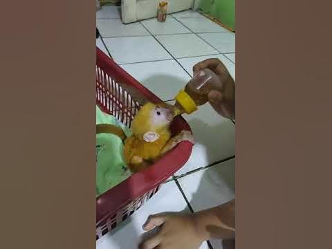 MONYET ANEEH MANJAAA..... #baimwong #attahalilintar - YouTube