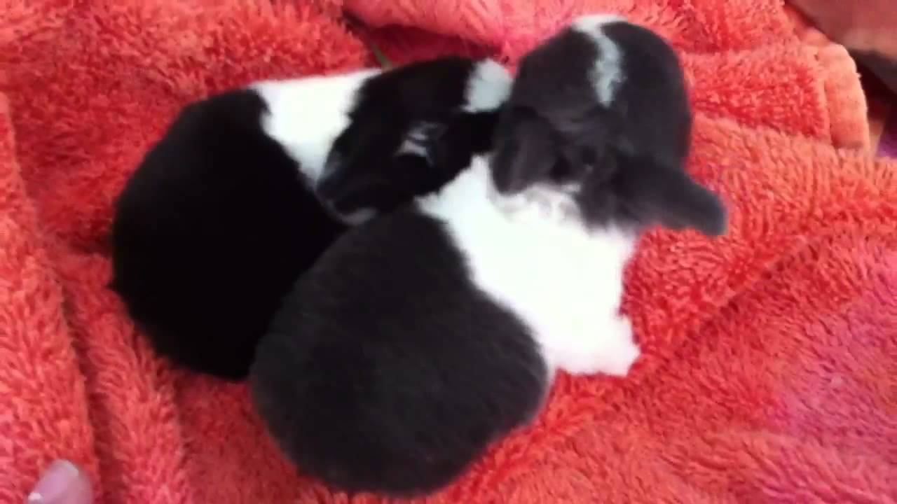 Two Week Old Baby Bunnies! - YouTube